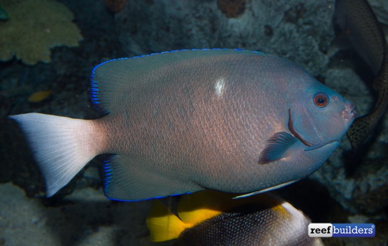 Clipperton Angelfish is a True Micro Endemic Marine Fish | Reef ...