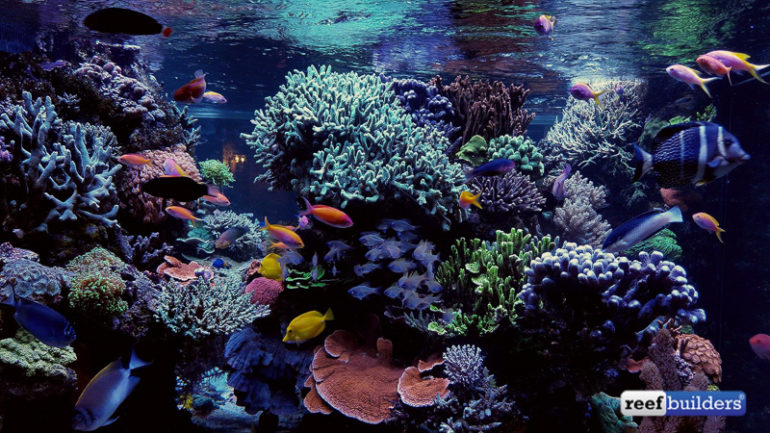 The Masterpiece Aquarium of David Saxby | Reef Builders | The Reef and ...