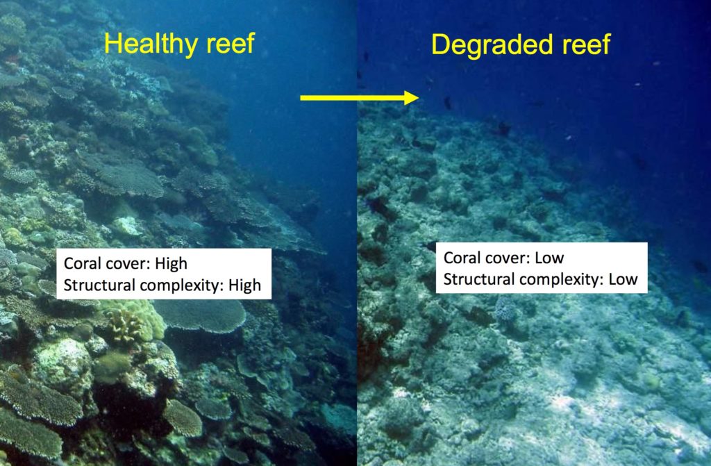 Coral Reefs in the 21st Century: Reasons to Hope and to Despair | Reef ...