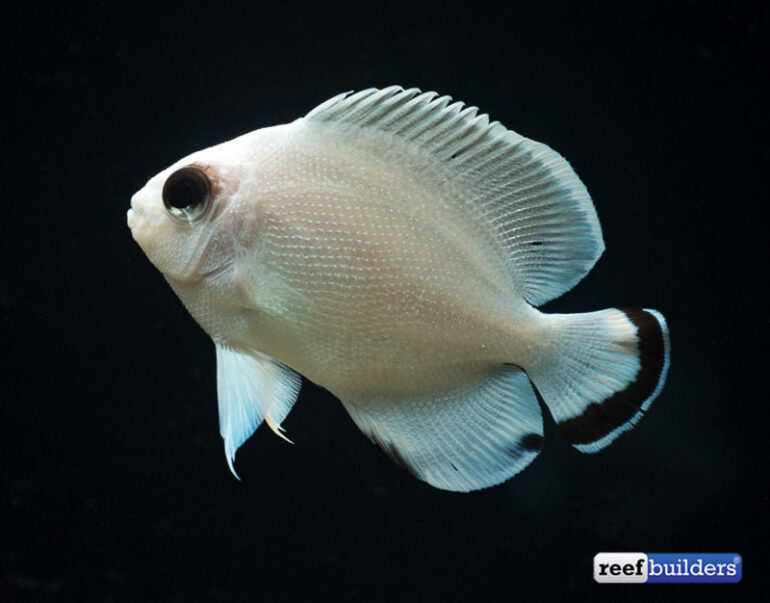 Ghost Bandit Angelfish is a Captive Bred Miracle | Reef Builders | The ...