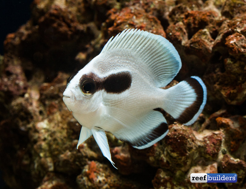 Ghost Bandit Angelfish is a Captive Bred Miracle | Reef Builders | The ...