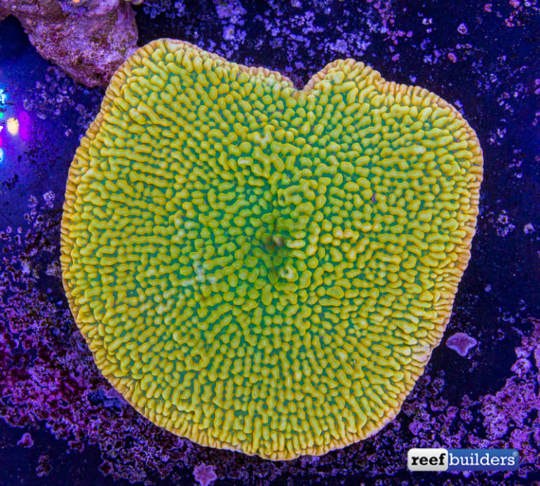 Kung Pao Monti is the Ultimate Strain of Montipora palawanensis | Reef ...