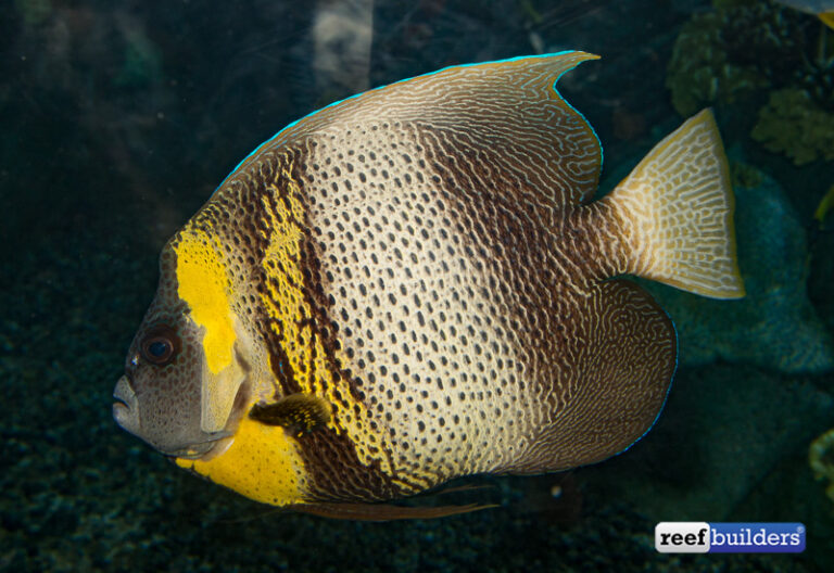 Who Knew that a Cortez Angelfish Could Be This Attractive | Reef ...
