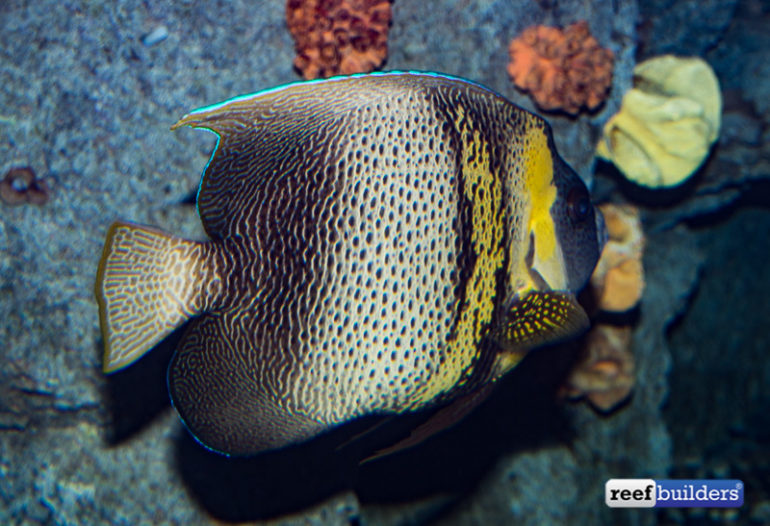 Who Knew that a Cortez Angelfish Could Be This Attractive | Reef ...
