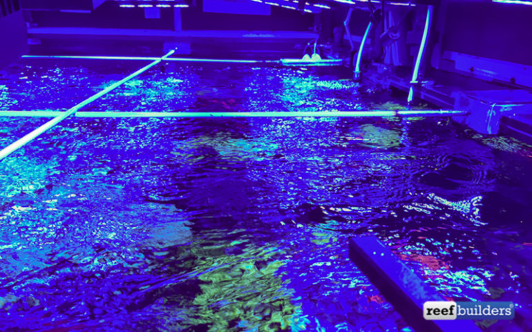 The Masterpiece Aquarium of David Saxby | Reef Builders | The Reef and ...