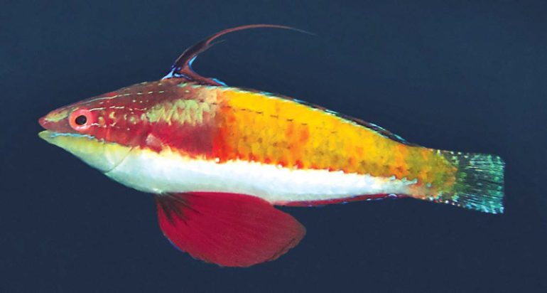 Cirrhilabrus rubeus & C. africanus Are The Two Newest Species of Fairy ...
