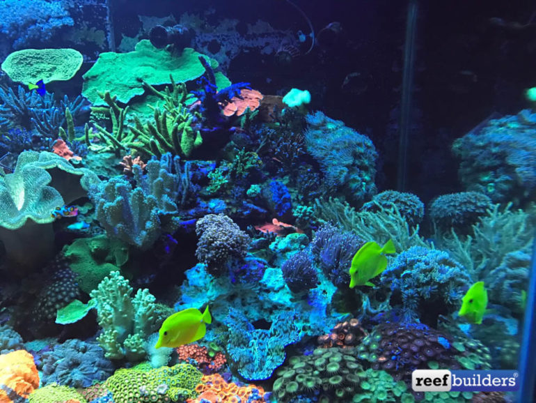 Spectacular Reef Tank of José Elias Castro in the Dominican Republic ...