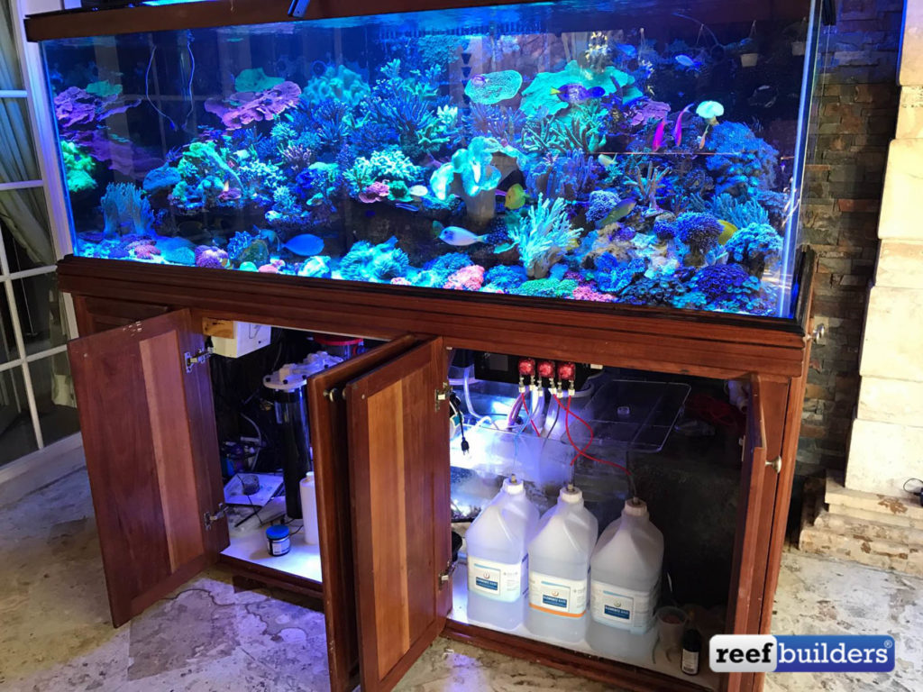 Spectacular Reef Tank of José Elias Castro in the Dominican Republic ...