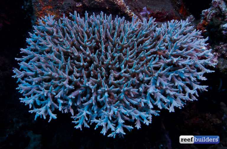 Nature Still Grows The Best Acropora Colonies | Reef Builders | The ...