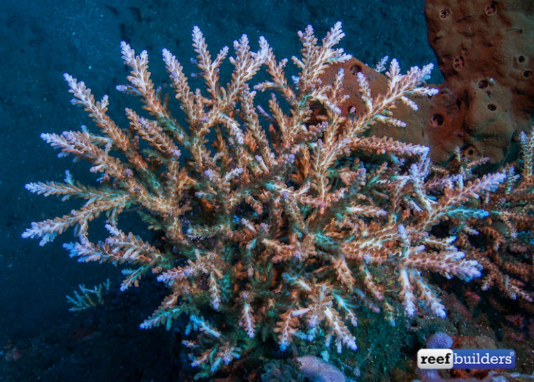Nature Still Grows The Best Acropora Colonies | Reef Builders | The ...