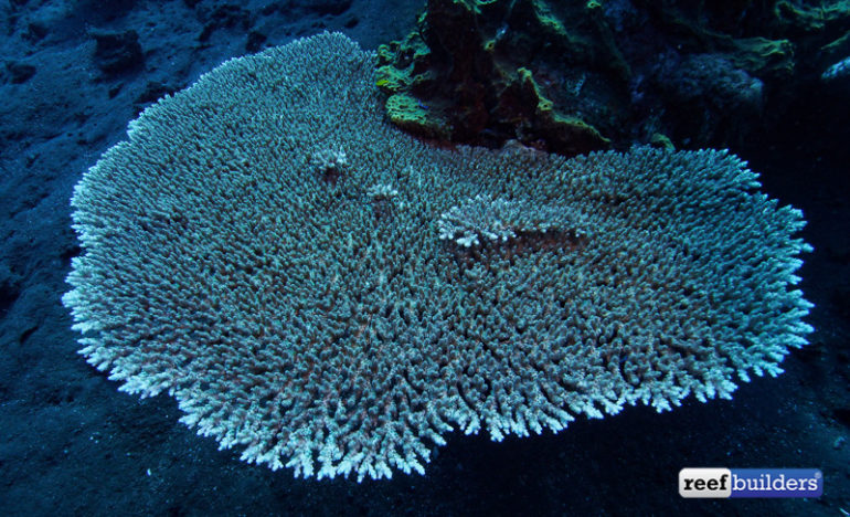 Nature Still Grows The Best Acropora Colonies | Reef Builders | The ...