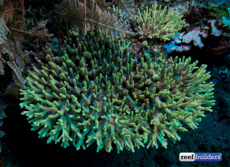 Nature Still Grows The Best Acropora Colonies | Reef Builders | The ...