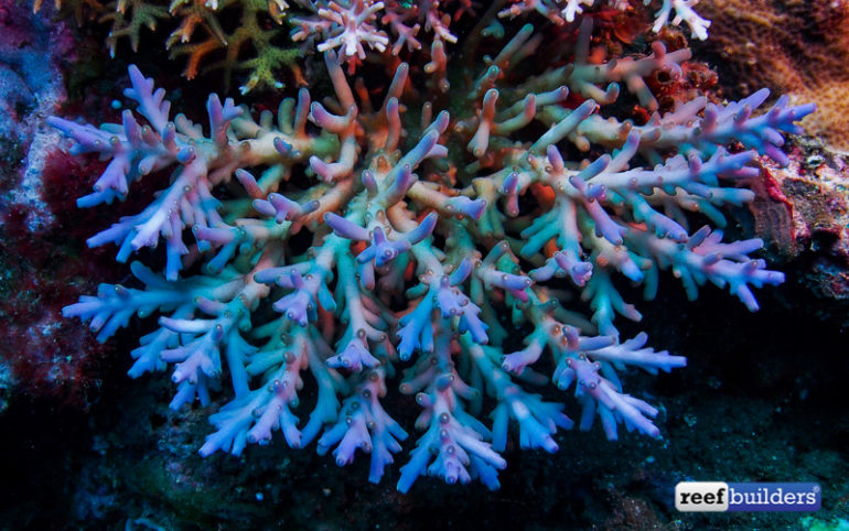 Nature Still Grows The Best Acropora Colonies | Reef Builders | The ...