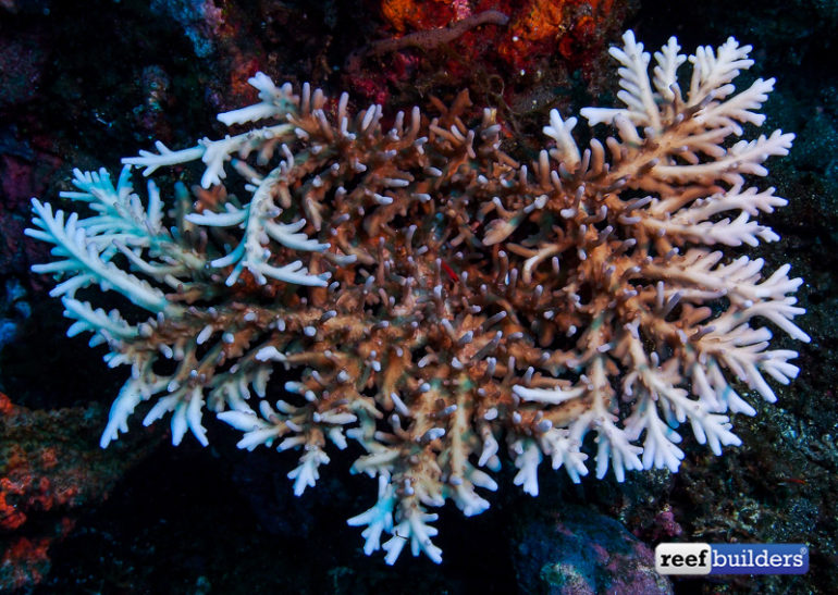Nature Still Grows The Best Acropora Colonies | Reef Builders | The ...