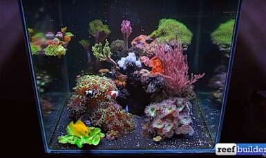 This is How You Setup a Reef Tank for a Family Member | Reef Builders ...