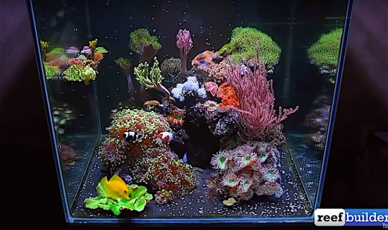 This is How You Setup a Reef Tank for a Family Member | Reef Builders ...