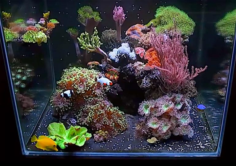 Saltwater Aquarium Maintenance: Water Changes | Reef Builders | The ...