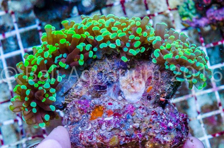Crazy Hybrid Hammer x Frogspawn Coral Discovered in Bali Indonesia | Reef Builders | The Reef ...