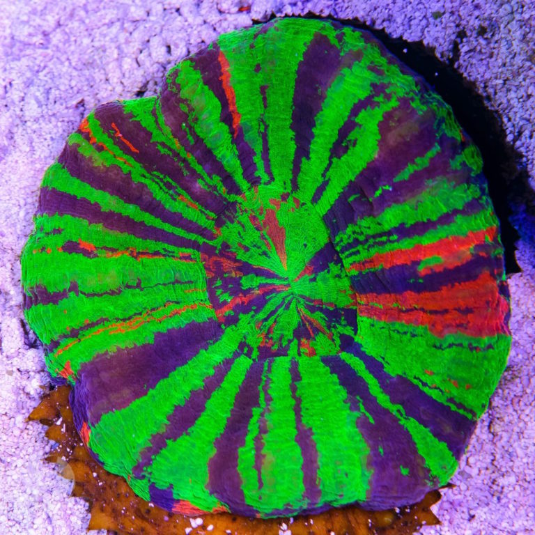 Couple of Great Homophyllia australis at World Wide Corals | Reef ...