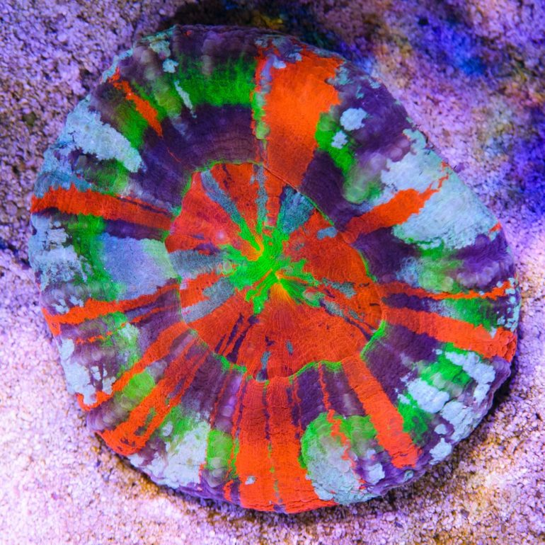 Couple of Great Homophyllia australis at World Wide Corals | Reef ...