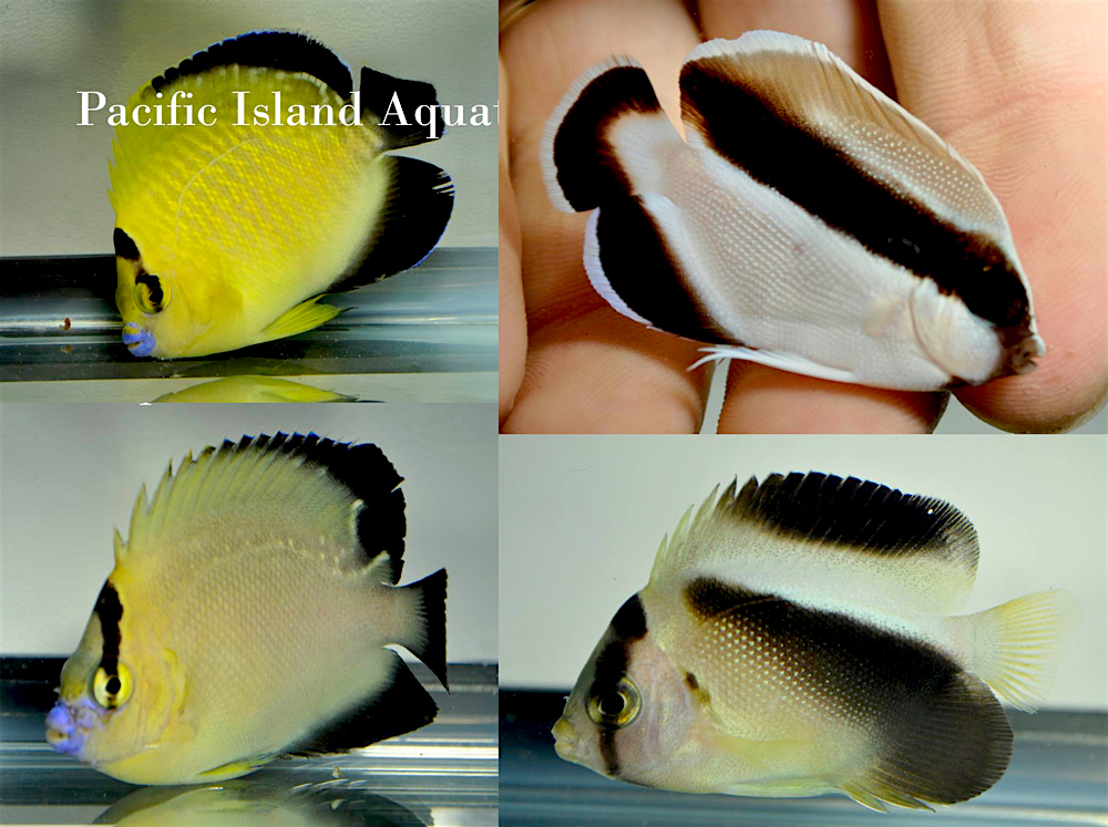 Goldflake x Griffis Angelfish Hybrid From Pacific Island Aquatics ...