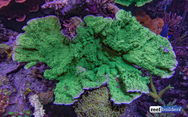 The Leng Sy Cap is Still Unique Among All Montipora | Reef Builders ...