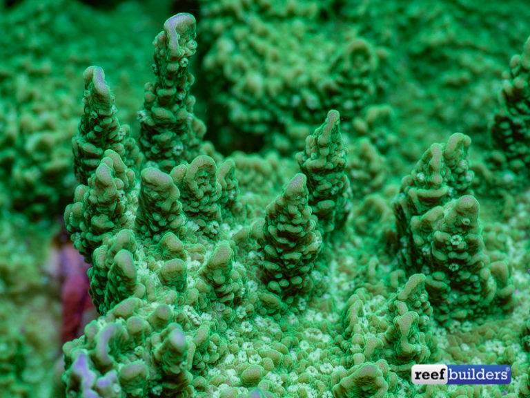 The Leng Sy Cap is Still Unique Among All Montipora | Reef Builders ...
