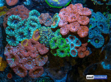 Beginner Tips For LPS Corals | Reef Builders | The Reef and Saltwater ...