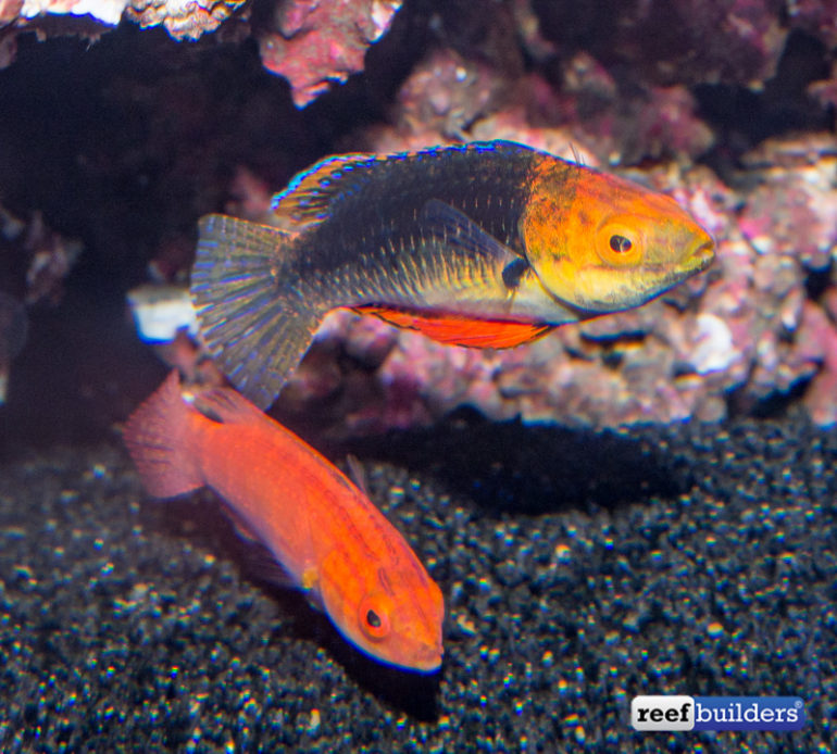 Face to Face with the Monsoon Fairy Wrasse | Reef Builders | The Reef ...