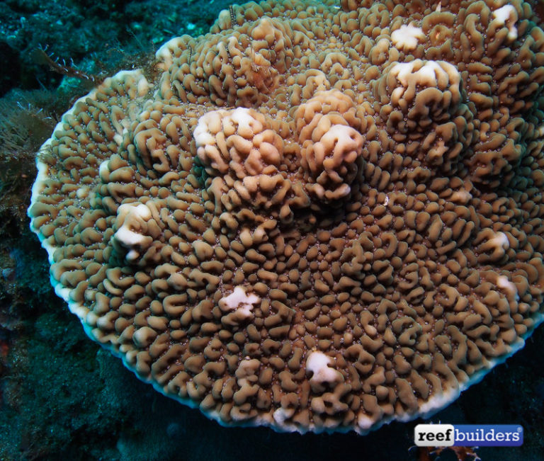 Wild Photos of Montipora verruculosus and Related Species | Reef ...