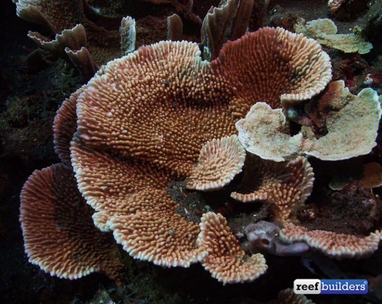 Wild Photos of Montipora verruculosus and Related Species | Reef ...