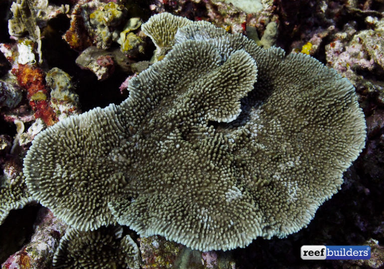 Wild Photos of Montipora verruculosus and Related Species | Reef ...