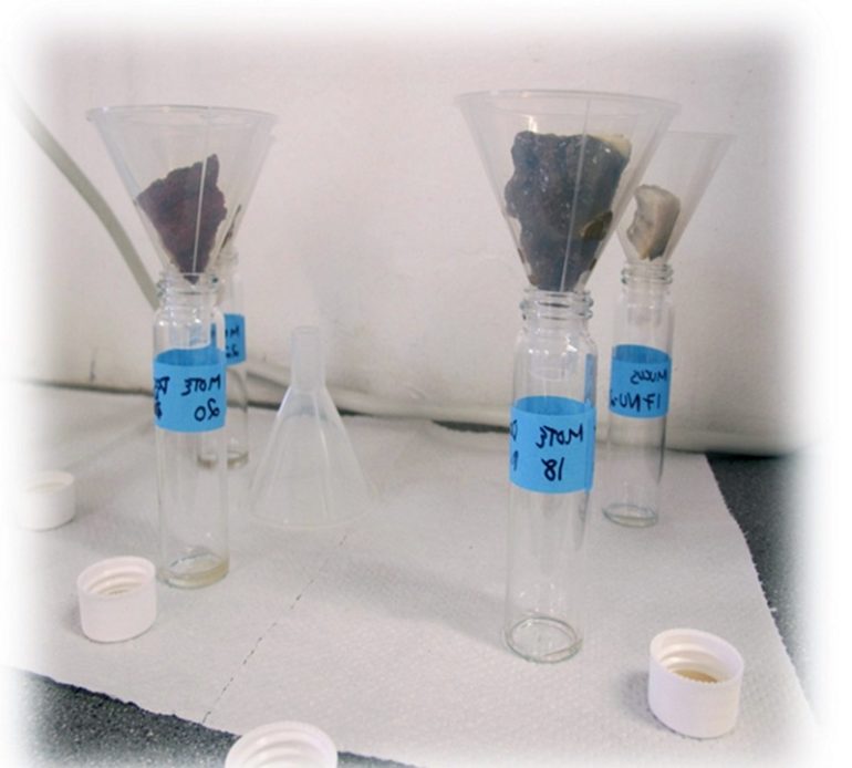 Coral mucus impacts microbes in waters surrounding them | Reef Builders ...