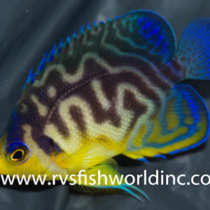 Venustus Angelfish Successfully Captive Bred by Bali Aquarich | Reef ...