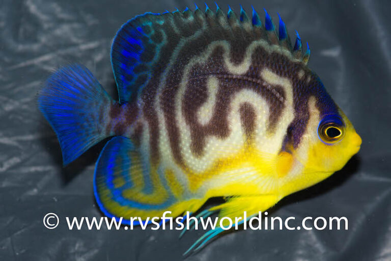 New Multibar Venustus Hybrid Angelfish Has the Most Radical Pattern ...