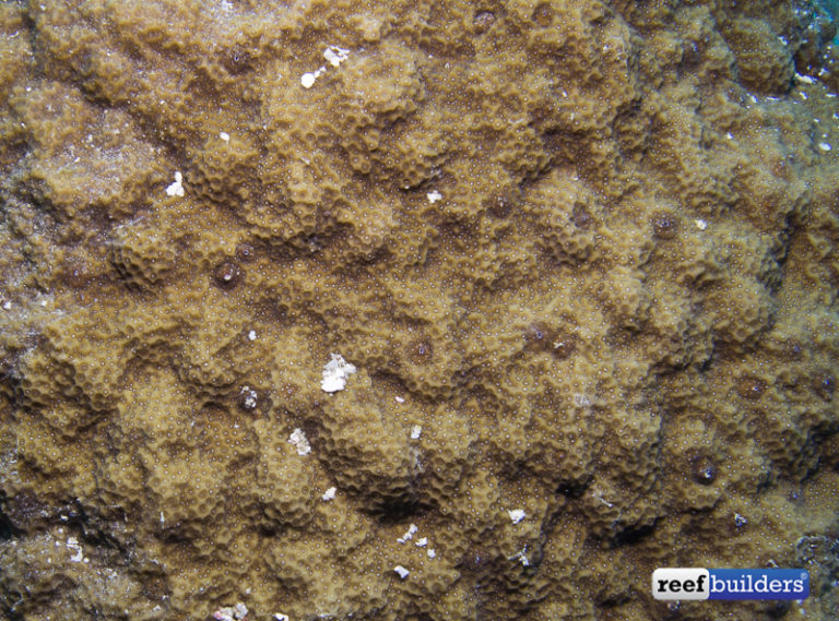Coral mucus impacts microbes in waters surrounding them | Reef Builders ...