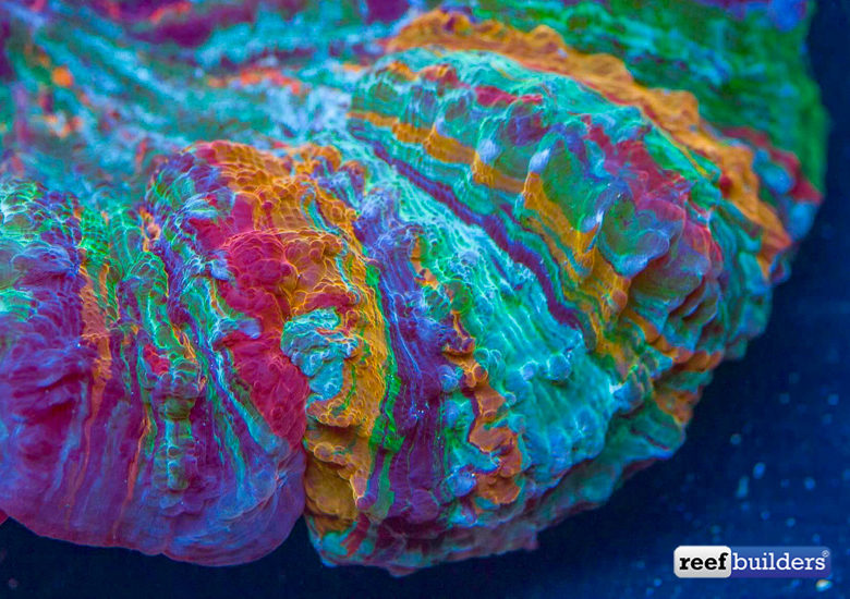 Tag: rainbow coral | Reef Builders | The Reef and Saltwater Aquarium Blog