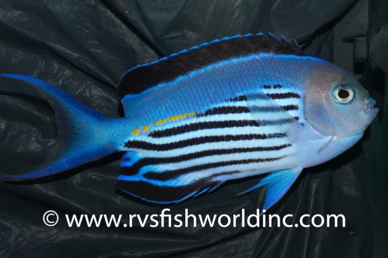 Neat Scribbled Watanabei Angelfish Brought up by RVS Fishworld | Reef ...