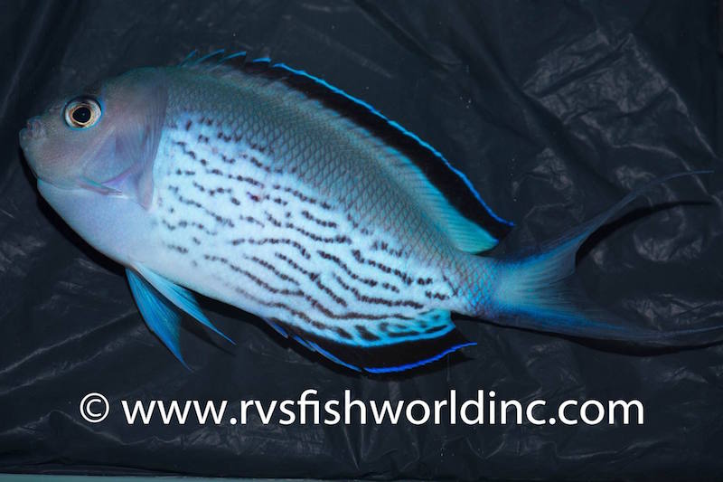 Neat Scribbled Watanabei Angelfish Brought up by RVS Fishworld | Reef ...