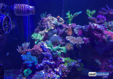World Wide Corals is The Disneyland of Coral Frags | Reef Builders ...