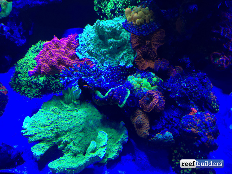 World Wide Corals is The Disneyland of Coral Frags | Reef Builders ...