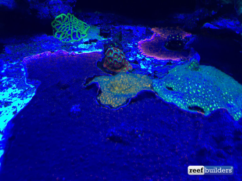 World Wide Corals is The Disneyland of Coral Frags | Reef Builders ...