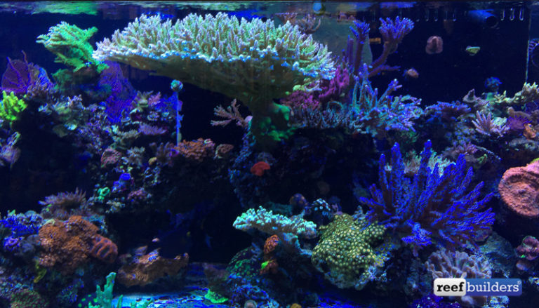 World Wide Corals is The Disneyland of Coral Frags | Reef Builders ...
