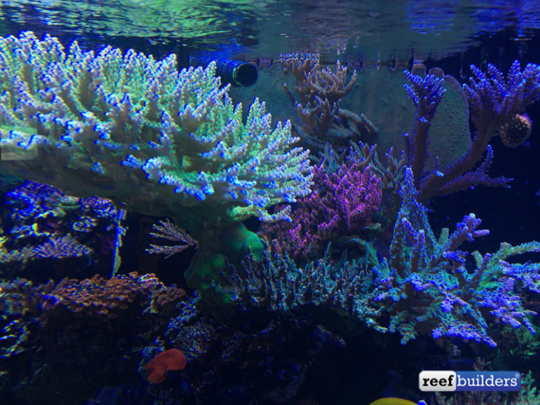 World Wide Corals is The Disneyland of Coral Frags | Reef Builders ...