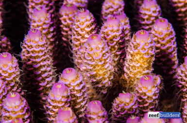 Acropora millepora: Everything You Ever Wanted To Know About This Coral ...