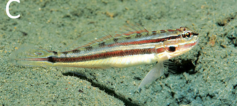 Red Striped Goby