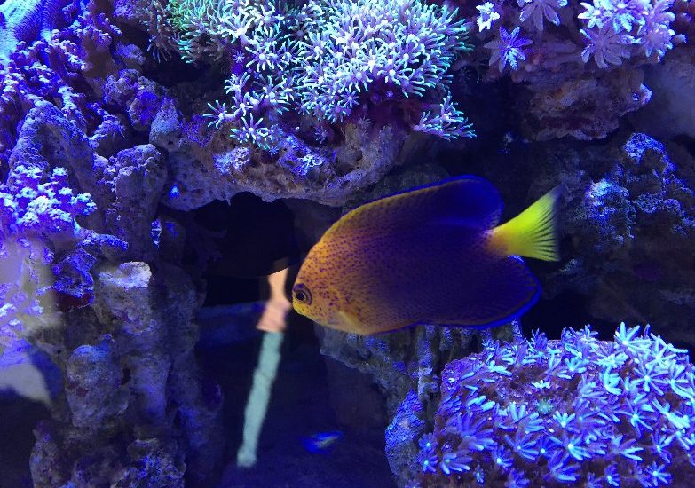 Tag: Centropyge interruptus | Reef Builders | The Reef and Saltwater ...