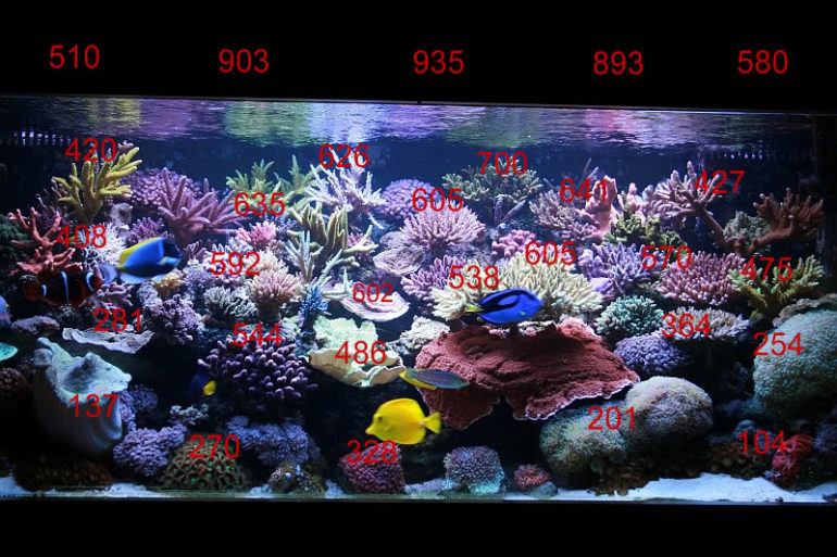 How to Care for SPS Corals | Reef Builders | The Reef and Saltwater ...