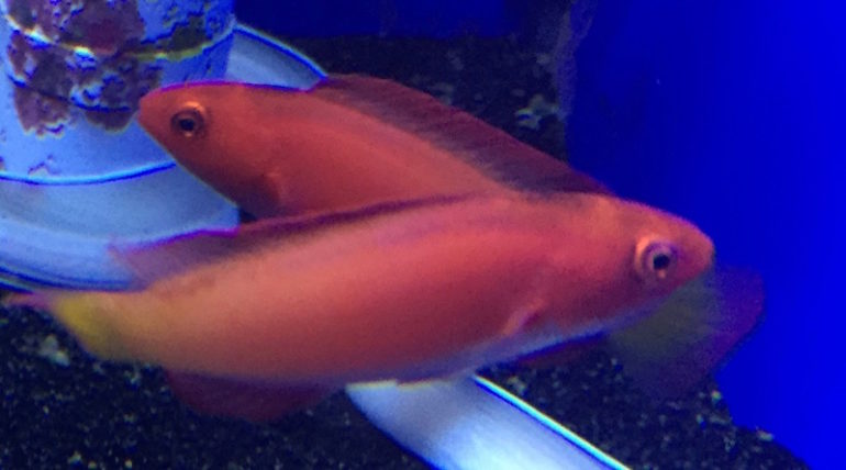 The Changing Face of Marine Aquarium Wholesalers | Reef Builders | The ...