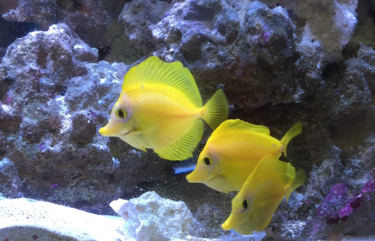 Captive Bred Yellow Tang Review | Reef Builders | The Reef and ...